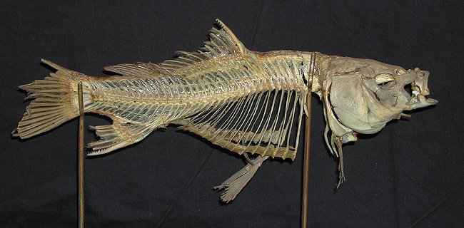 Collège Michel Bégon - Blois - Le Poisson Rouge