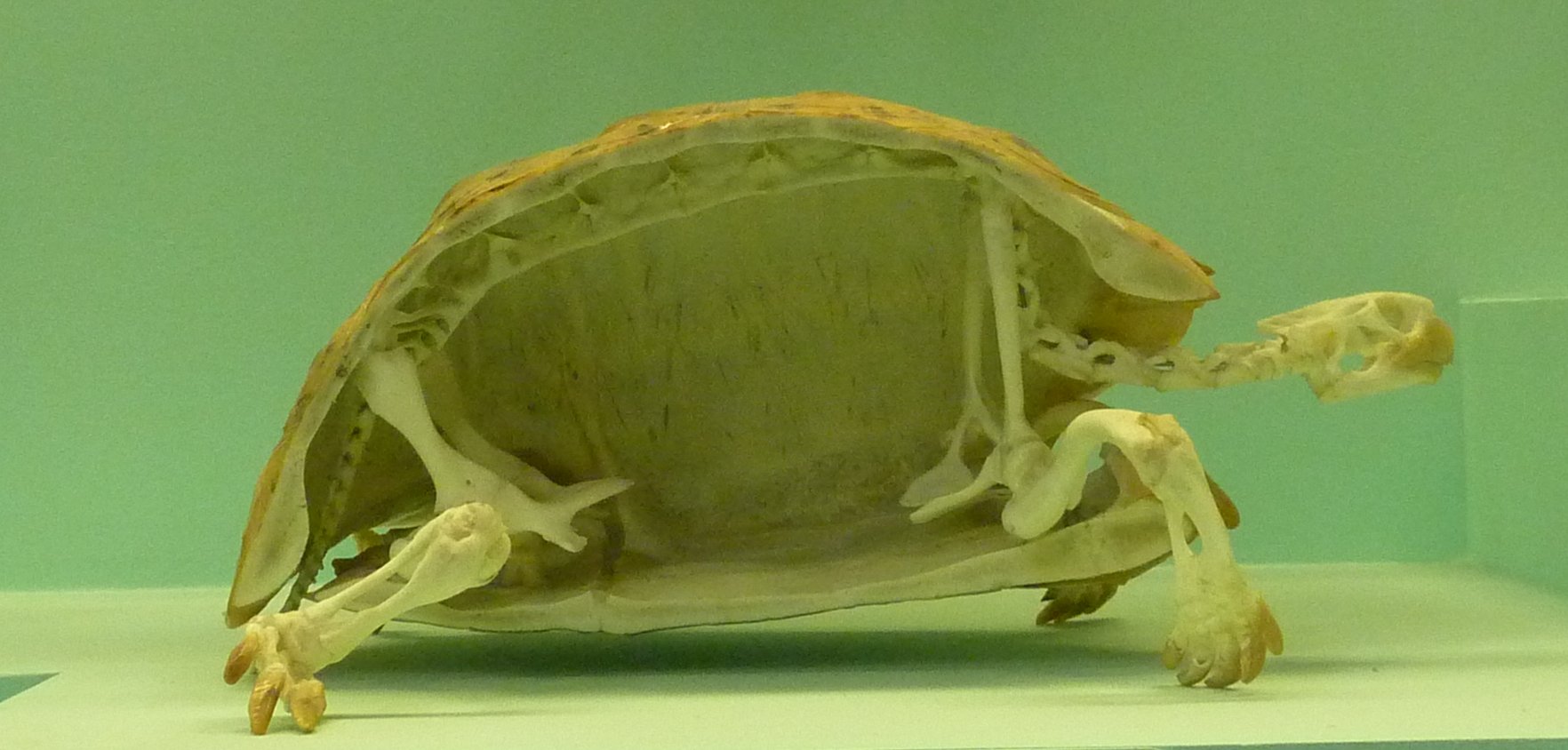 Collège Michel Bégon - Blois - La Tortue