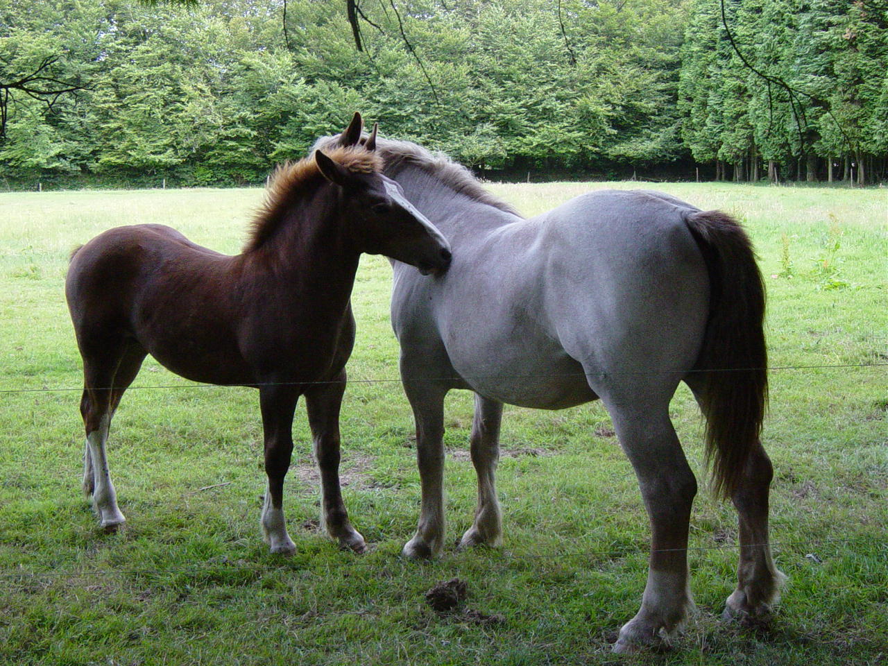 Collège Michel Bégon - Blois - Evaluer la production de matière des ...